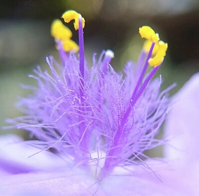 紫露草宿根植物花园阳台