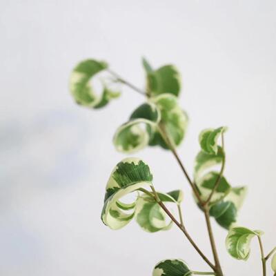 鲁庭院低维护耐阴耐热时令草本