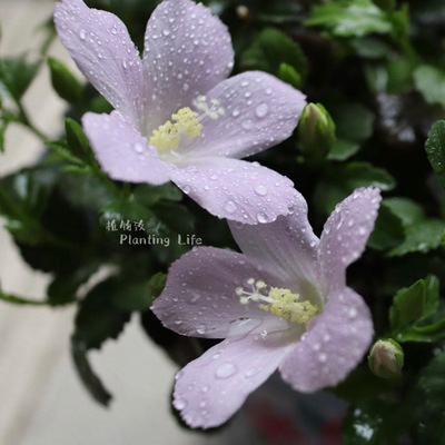 植物藤蔓扶桑草木木槿日系小花