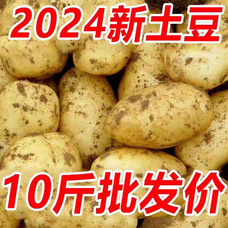 【定西土豆】新鲜土豆黄皮黄心沙面粉糯爆皮新土豆现挖马铃薯洋芋