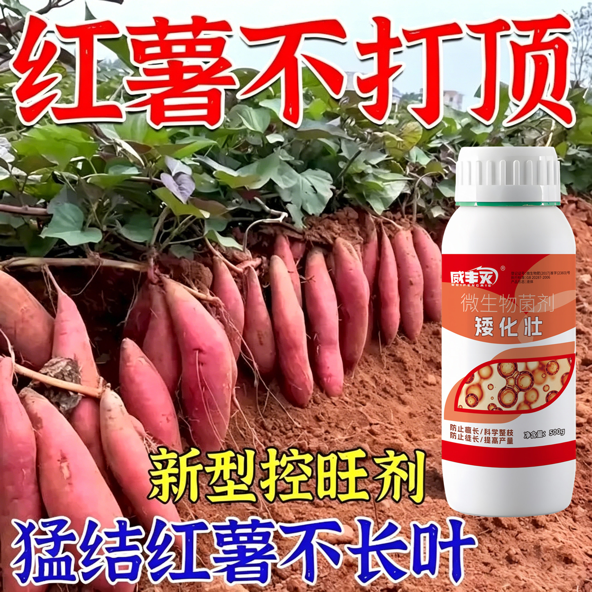 红薯不打顶】红薯控旺膨大素矮化灵控秧剂只长红薯不长叶提高产量