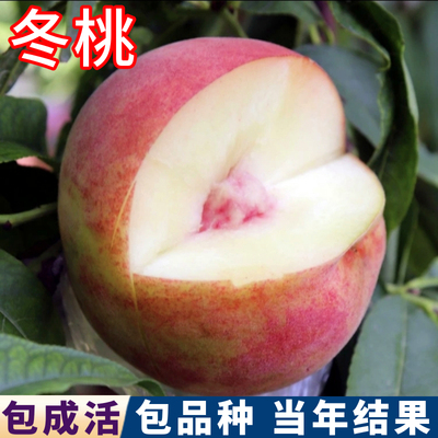 冬桃树苗特大嫁接盆栽桃树果苗四季耐寒甜脆活苗南北方当年结果