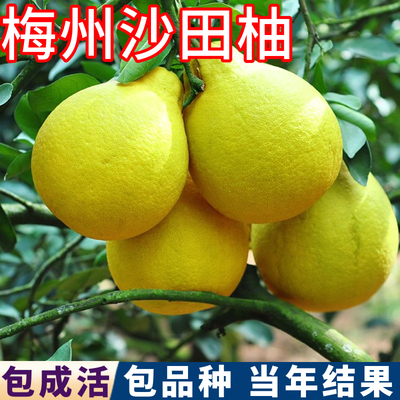 梅州沙田柚树苗包活包结果包品种