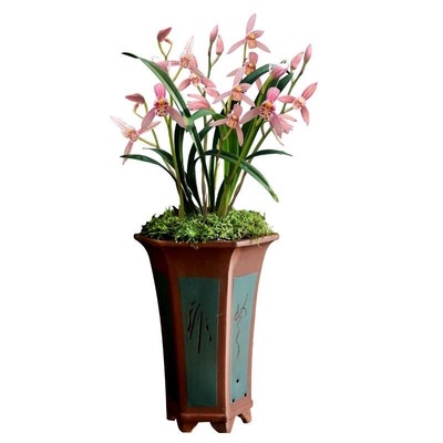 名贵兰花苗建兰四季兰红颜知己浓香好养兰花清仓正品室内阳台客厅