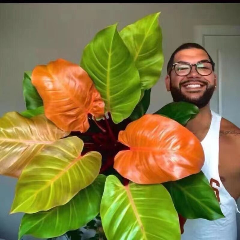 旭日东升盆栽橙色王子蔓绿绒进口新奇观叶植物红金钻吸甲醛