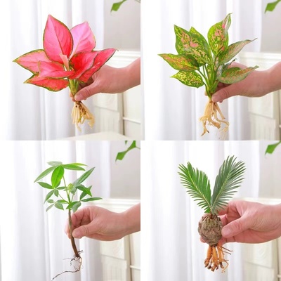 春羽客厅净化空气防辐射绿植水培