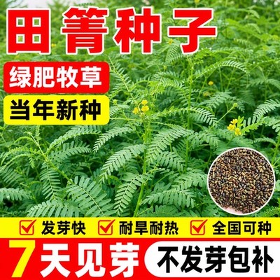 田箐种子耐碱涝豆抗旱耐涝盐碱土壤改良牧草草籽果园固氮绿肥种籽