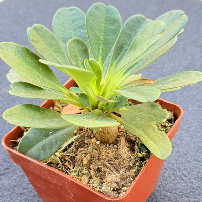 实生象鼻大戟块根植物盆栽花卉