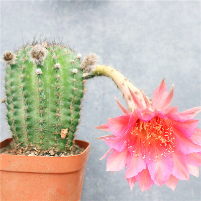 大花彩草实生仙人球盆栽