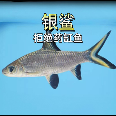 银鲨鱼反光小型观赏鱼