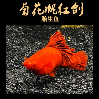 菊花帆红剑箭鱼巨背高鳍帆水草缸