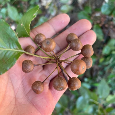 野生小沙梨豆梨棠梨野梨糖梨子山梨鸟梨赤梨克泡水煮水泡酒酿酒
