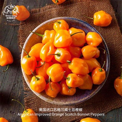 苏格兰威士忌橙椒种子超辣高产