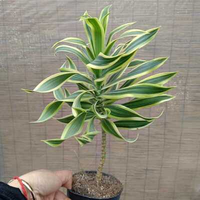 成品大苗盆栽花金边百合竹室内彩色植物好看好养多年生造型绿植