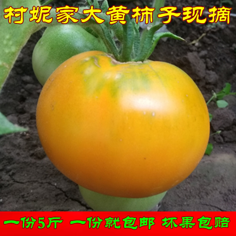 佬家根 黑龙江蔬菜新鲜黄色西红柿大黄柿子沙瓤黄番茄 一份5斤