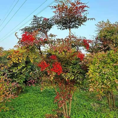 【南天竹】庭院阳台造景耐寒植物多杆丛生老桩苗