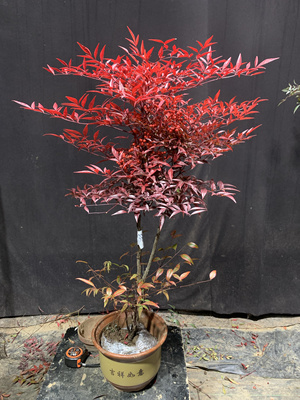 【南天竹】耐寒四季不落叶庭院阳台造景植物丛生多杆老桩