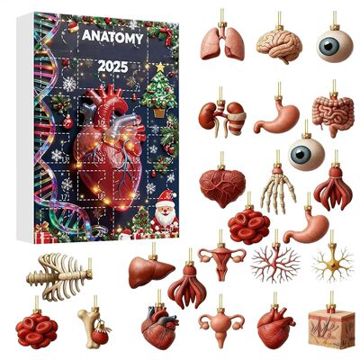2D Anatomy Figurines Christmas Countdown Calendar 24 Days Ad