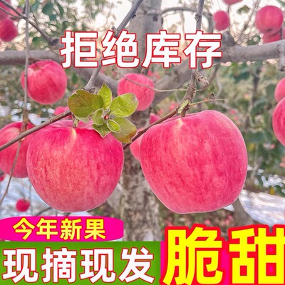 甘肃庆阳红富士苹果2026当季新果真好12斤箱装新鲜采摘脆甜多汁