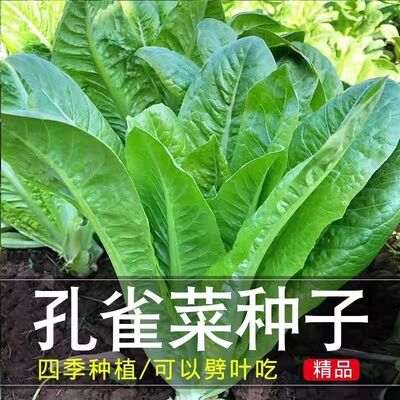 【孔雀菜种子】孔雀菜生菜种子阳台小院家庭种植青叶菜蔬菜种子籽