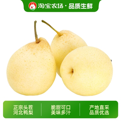 正宗河北赵县鸭梨4.5斤当季水果新鲜梨子水晶梨整箱批发农场脆甜