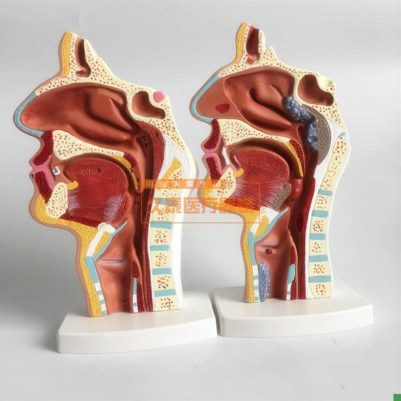 教学仿真鼻腔模型咽喉解剖鼻咽腔标本耳鼻喉科内侧面W血管神经教