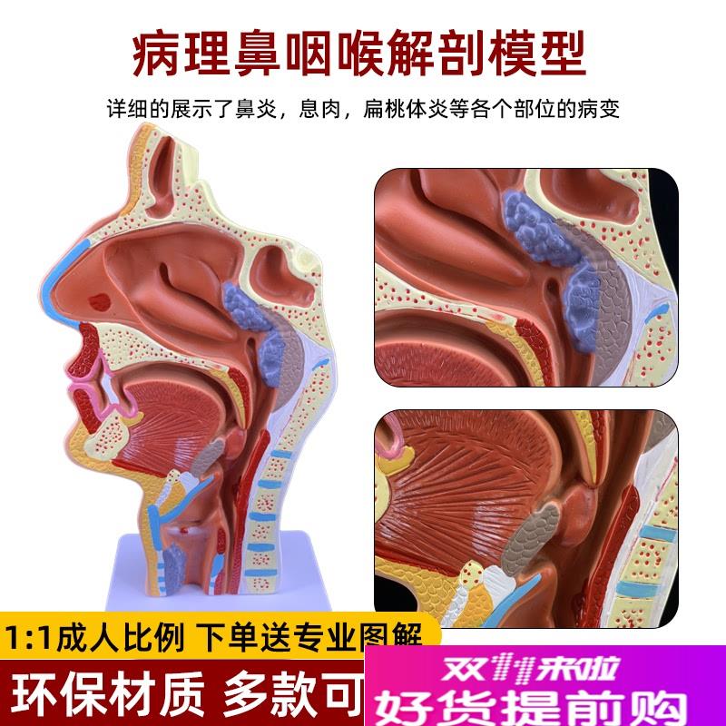 中医人体鼻腔耳鼻喉解剖图t鼻子口腔鼻部结构组织科学研究教学模
