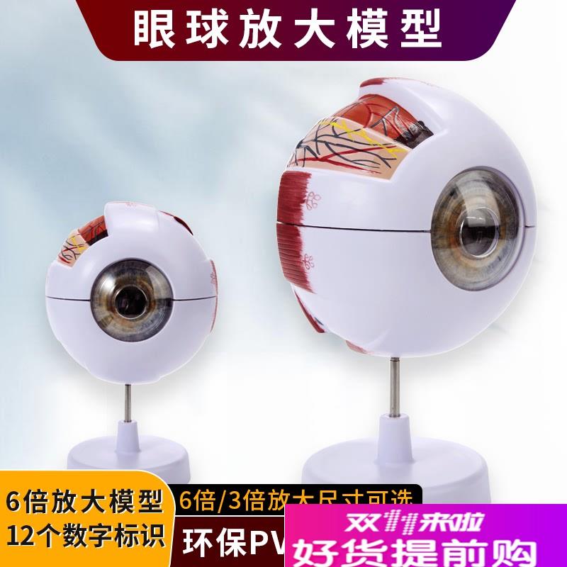 人体教学眼球解剖结构模型u可拆卸儿童仿真眼睛玩具医学眼部模型