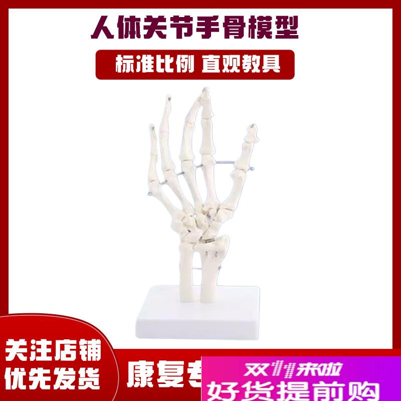 人体手骨模型医用关节骨骼模型可活动教具功能展U示康覆教学用具