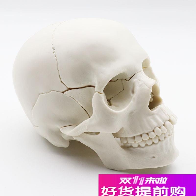 人体仿真医学可拆分15部件1:2白色头骨模型头颅医用艺.用教学用具