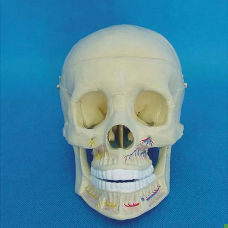 新款1:1头骨模型骷髅头骨骼骨架医用教学讲解X人体标本模型