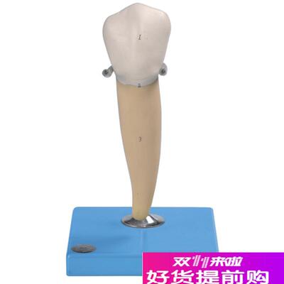前磨牙有一个牙根y模型B10004/3