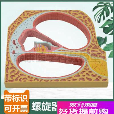 内耳螺旋器声波感受器柯蒂氏器声音传导原理O耳蜗半规管鼓膜听小