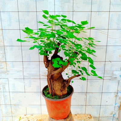 乌桕树老桩盆景栽阳台植物树大苗