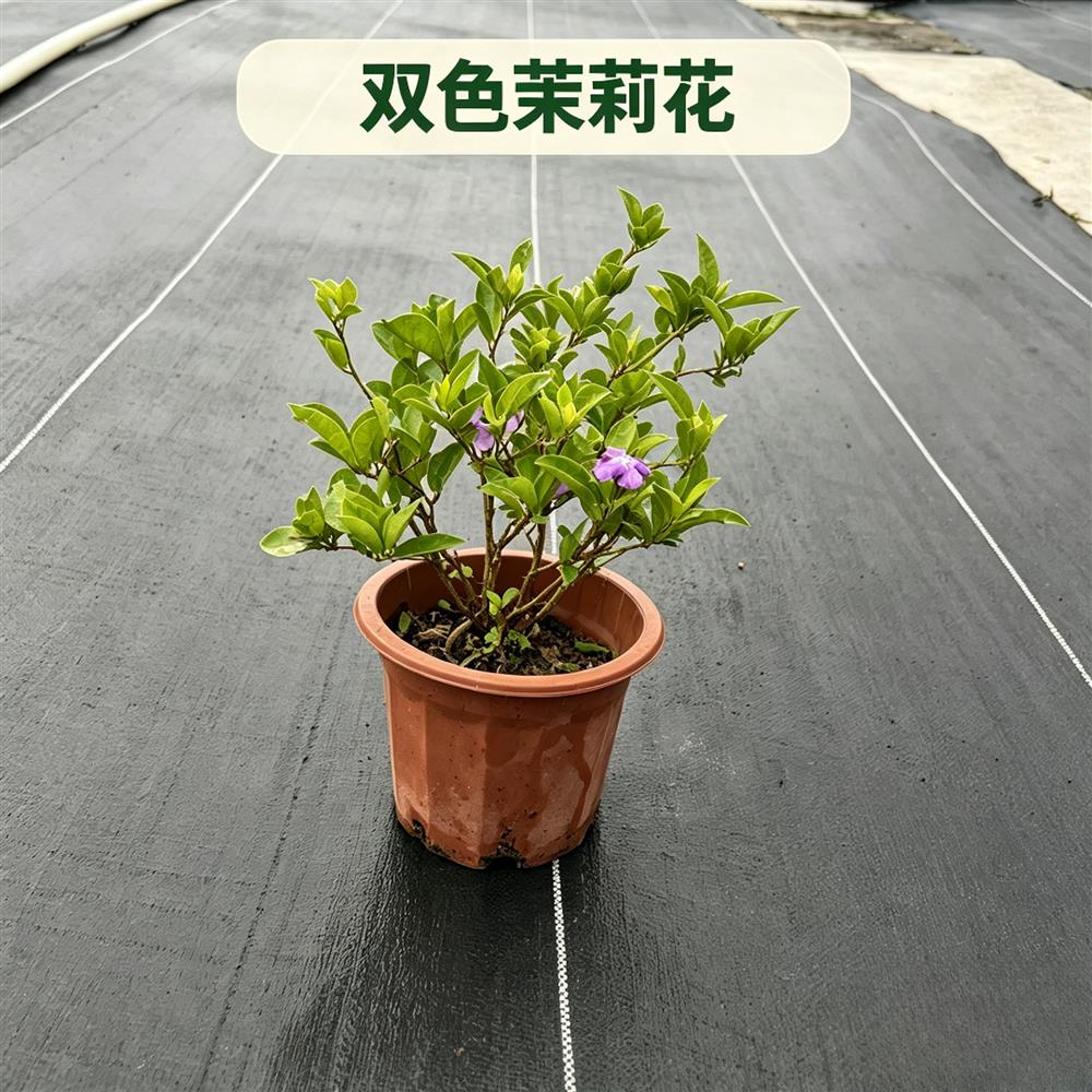双色茉莉花鸳鸯茉莉 多季有花浓香型盆栽 原盆原土发