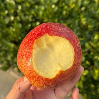 山东威海当季爱香妃苹果