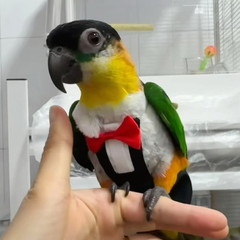 虎皮牡丹玄风小太阳凯克鹦鹉服装礼服蝴蝶结领结鸟禽服饰鸟尿不湿