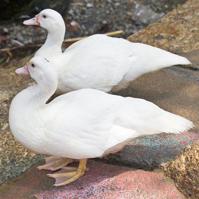 现杀顺丰番鸭大白鸭酱鸭