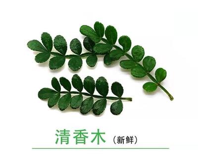新鲜西餐日料装饰摆盘  清香木胡椒木 香叶子30枝/盒