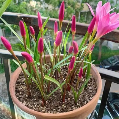 常年开花风雨兰清香好养盆栽