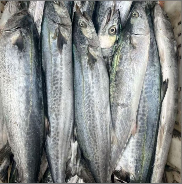 大鲅鱼马鲛鱼燕尾鲅鱼深海野生顺丰