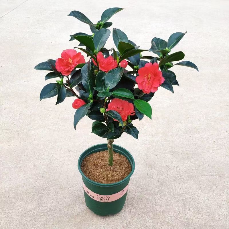 茶花树苗杜鹃红山茶带花苞浓香型盆栽室内外阳台庭院耐寒花卉