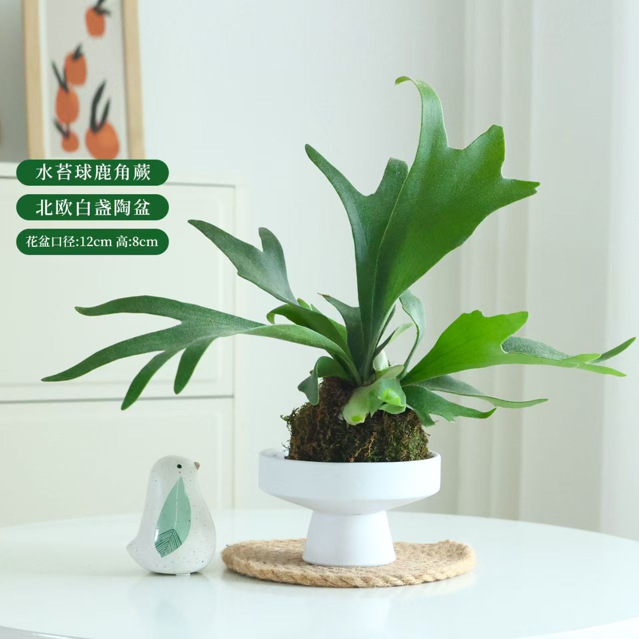 鹿角蕨苔藓球水培植物客厅卧室阳台净化空气中式禅意盆栽好养易活
