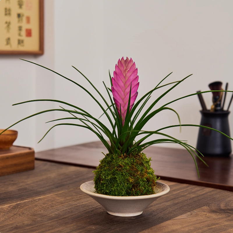 铁兰花苔藓球办公室内花卉水培植物客厅四季好养开花带花桌面绿植