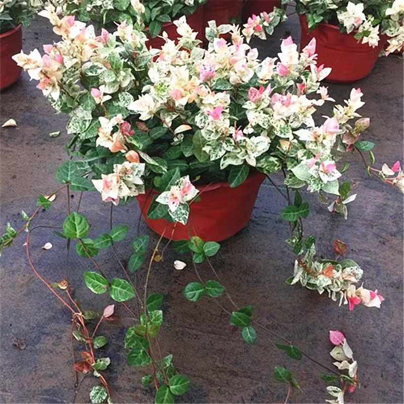 花叶络石盆栽阳台庭院办公室彩叶牵藤蔓吊兰植物四季观叶净化空气