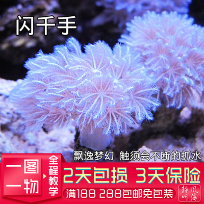印尼澳洲沙巴千手斐济鬼爪珊瑚