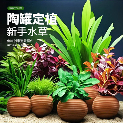鱼缸水草造景摆件增氧阴性绿菊蜈蚣草净水定植陶罐水草火山石套餐