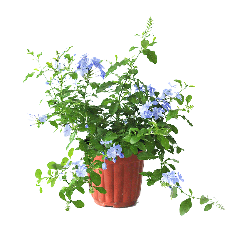 蓝雪花花苗盆栽四季阳台易种