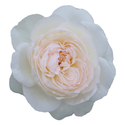 一枝春鲜花绿植庭院地栽阳台盆栽