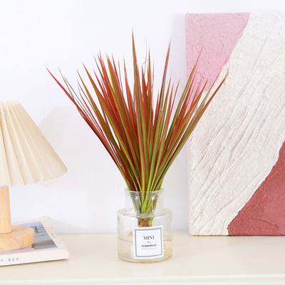 七彩铁水培五彩千年木工位易养观叶彩叶小绿植网红植物办公室新宠